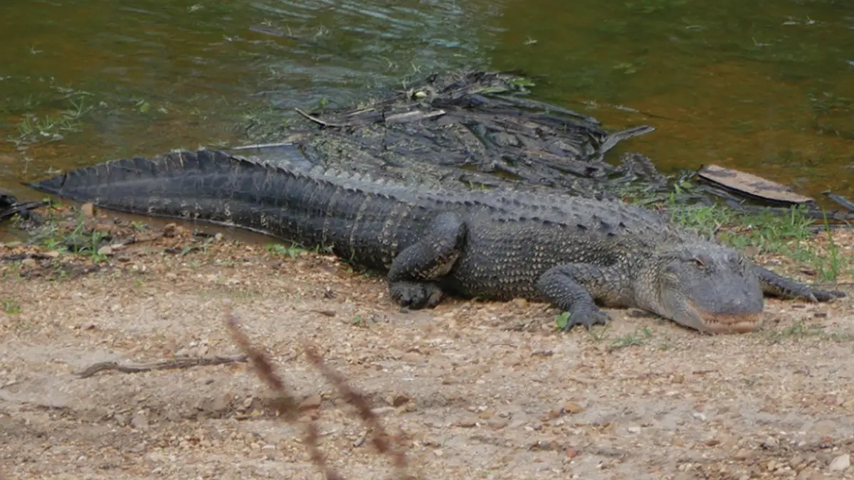 Alligator Hunting in Louisiana | Peoples Company