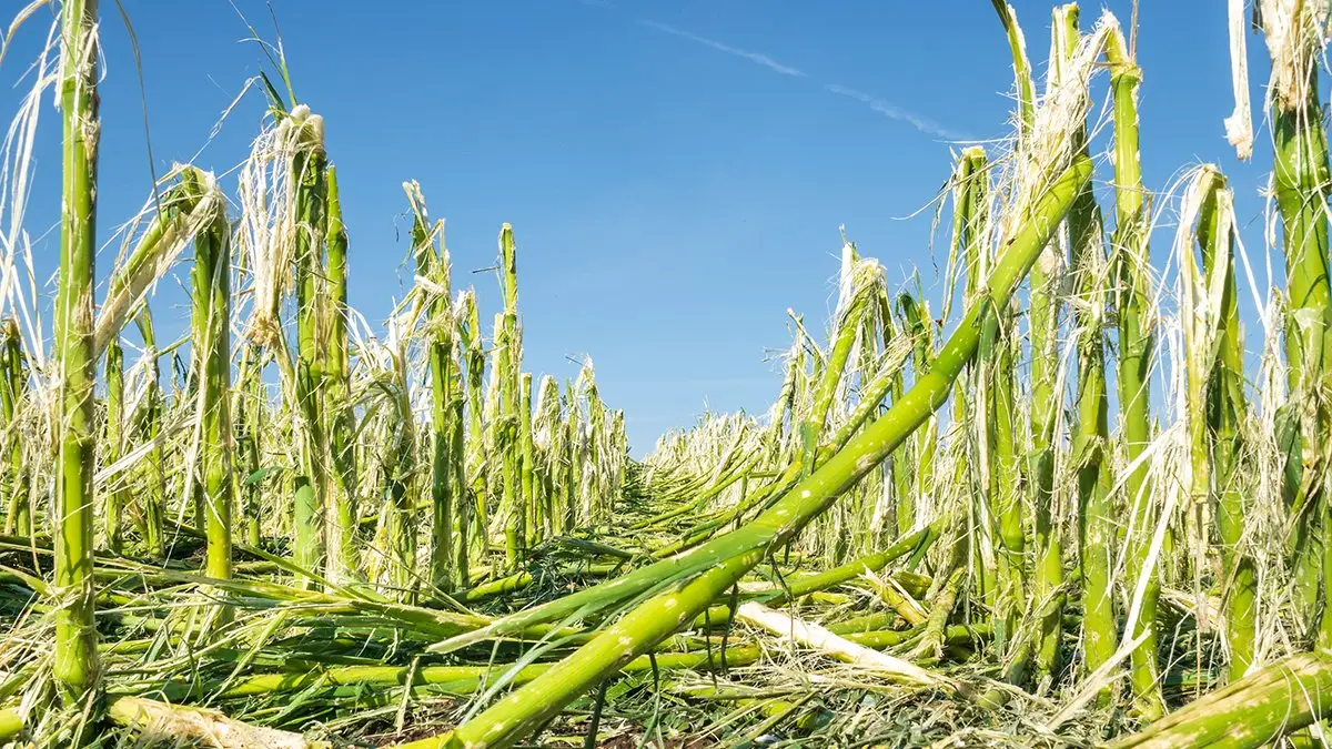 Enhanced Coverage Option and Supplemental Coverage Option | Peoples Company