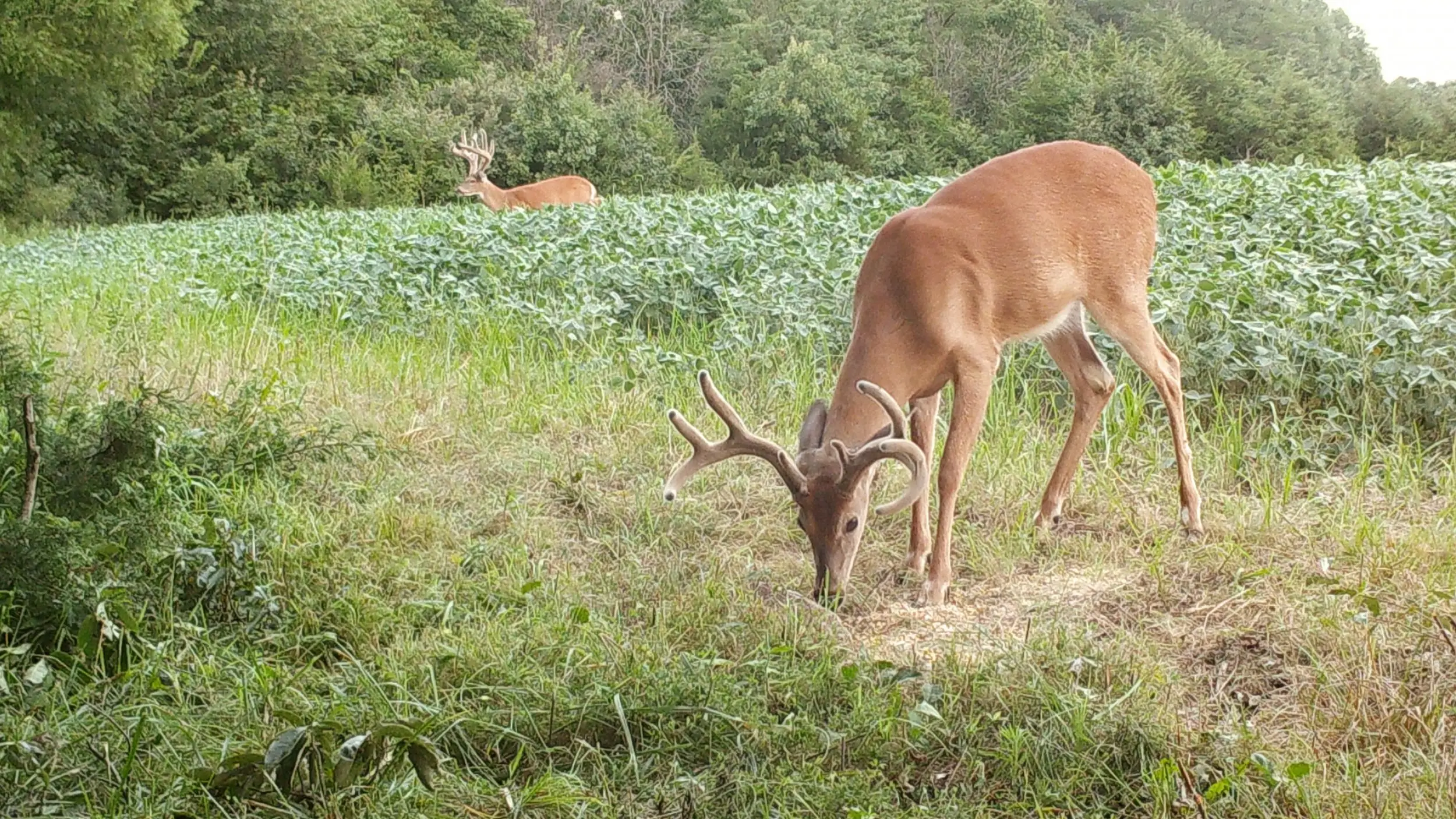 How to Grow Better Food Plots | Peoples Company