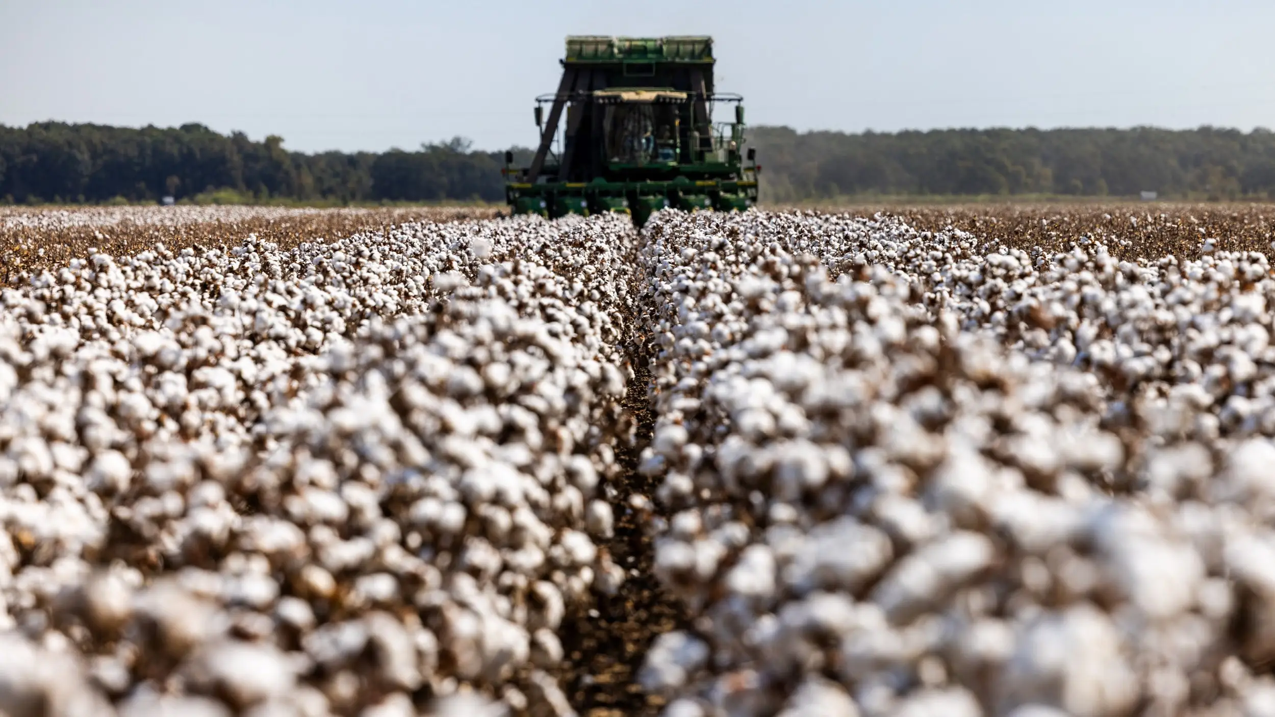 Cotton Production In The Mid South A Staple Of Agriculture Peoples
